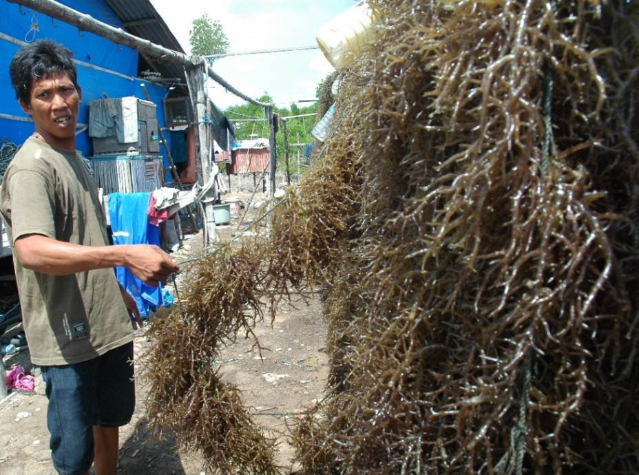 Harga Rumput Laut di Nunukan Tembus Rp30 Ribu Perkilo, Petani Siap ...