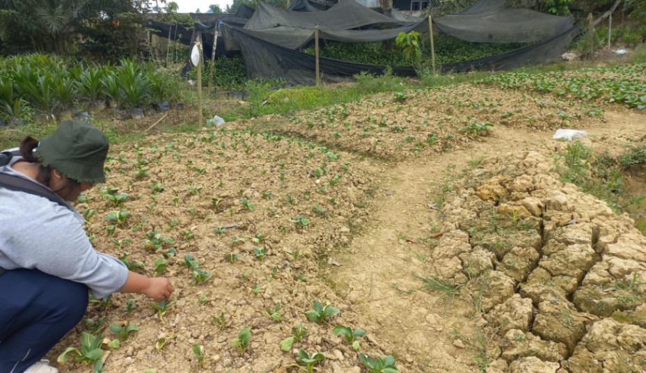 Kemarau Panjang, 300 Hektare Lahan Pertanian di Lempake Terancam Gagal Panen