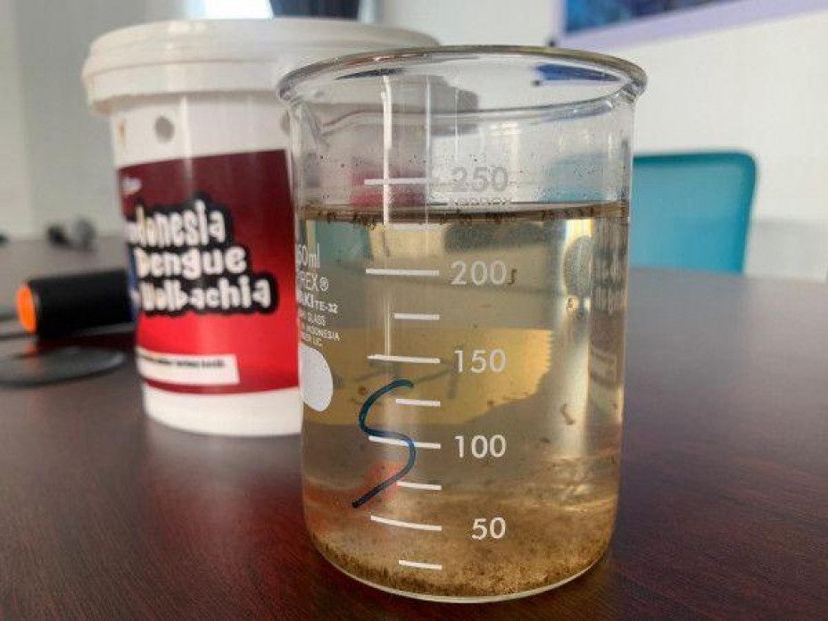 Pro dan Kontra Program Nyamuk Wolbachi, Dinkes Bontang Terus Edukasi ...