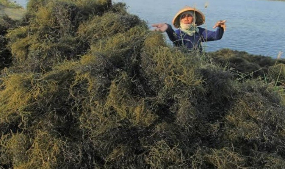 Repnas Kaltara Dorong Rumput Laut jadi Peluang Mencetak Dua Juta ...